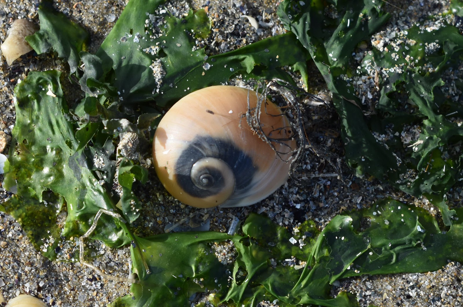 ZOOTOGRAFIANDO (6.100 ANIMALS): CARACOL MARINO NATICA / SEA SNAIL ...