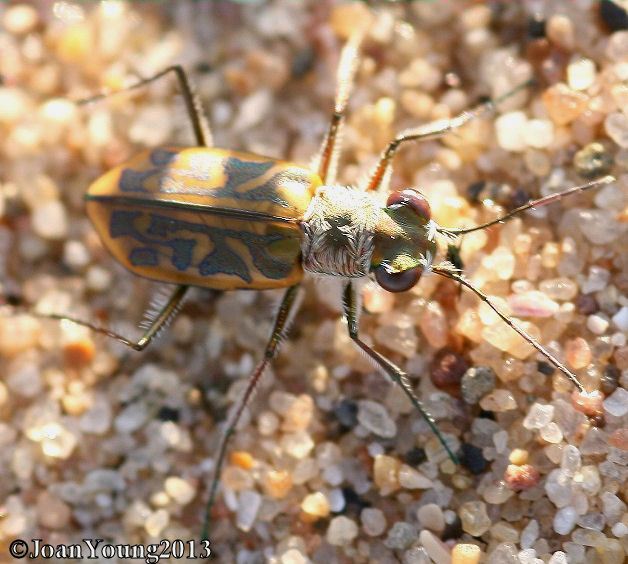 South African Photographs: Leopard Tiger Beetle (Lophyra)