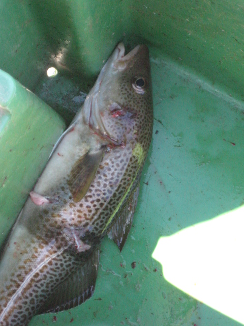 NEWFOUNDLAND RUGHOOKER