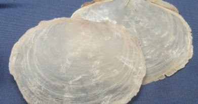 Kerang Simping, Scallop, Atau Scallops; Klasifikasi, Morfologi, Habitat ...