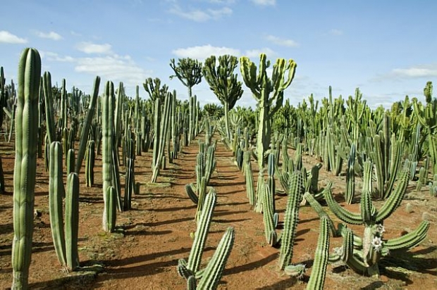 Mandacaru - Cereus jamacaru