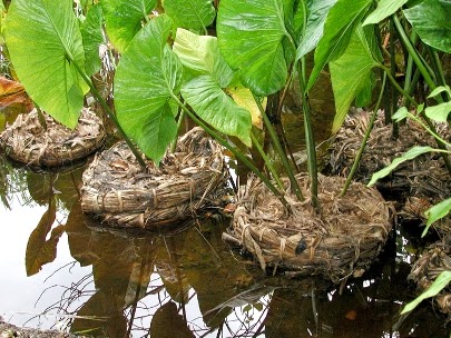 Water Management on Atolls: Case study 2; South Tarawa