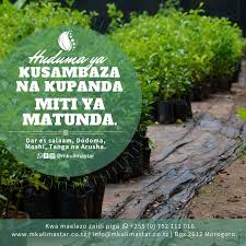 kilimo cha umwagiliaji ~ UKULIMA WA MAHINDI