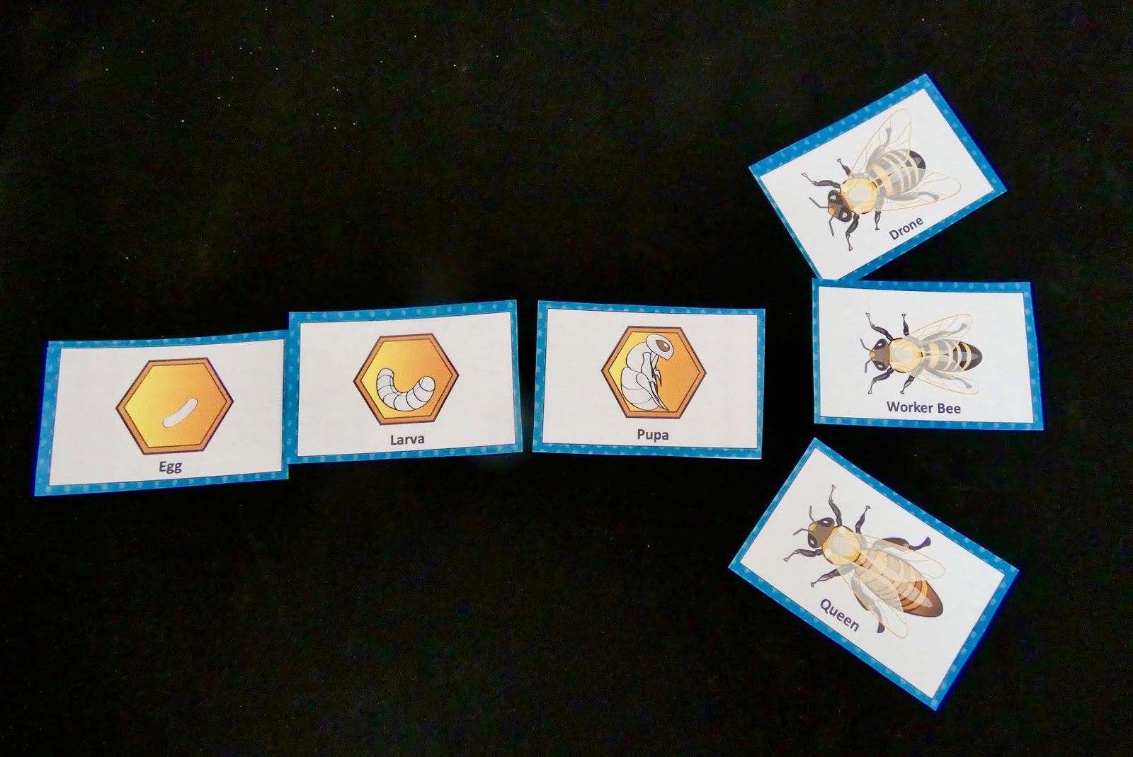 Life Cycle Sorting Cards NGSS 3-LS1-1 and Utah SEEd 3.2.1 - Teaching ...