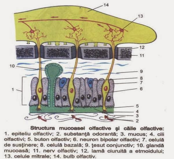 Cultura,educatie,religie: Analizatorul olfactiv si gustativ