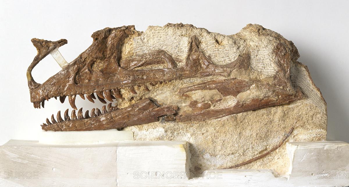 My Prehistoric Saga: Tyrannosauroidea Size Chart.