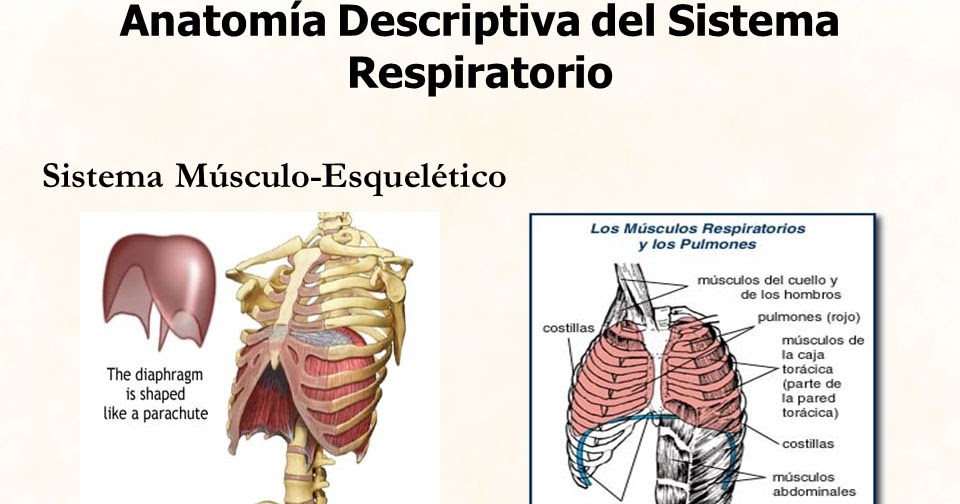 Anatomía: Algunas subdivisiones de la Anatomía