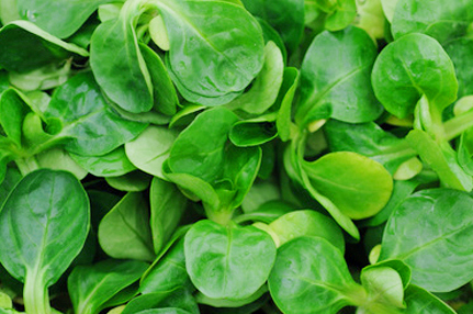 Culinary Spatterings: Mâche Salad.