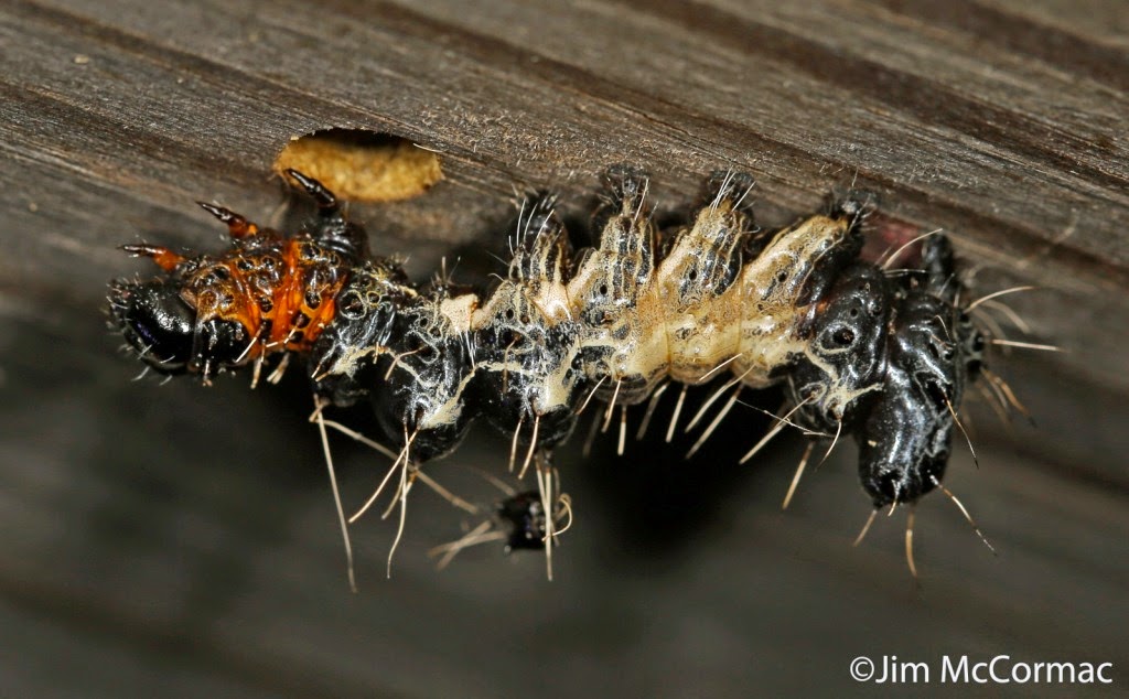 Ohio Birds and Biodiversity: Our most bizarre(?) caterpillar gets more ...