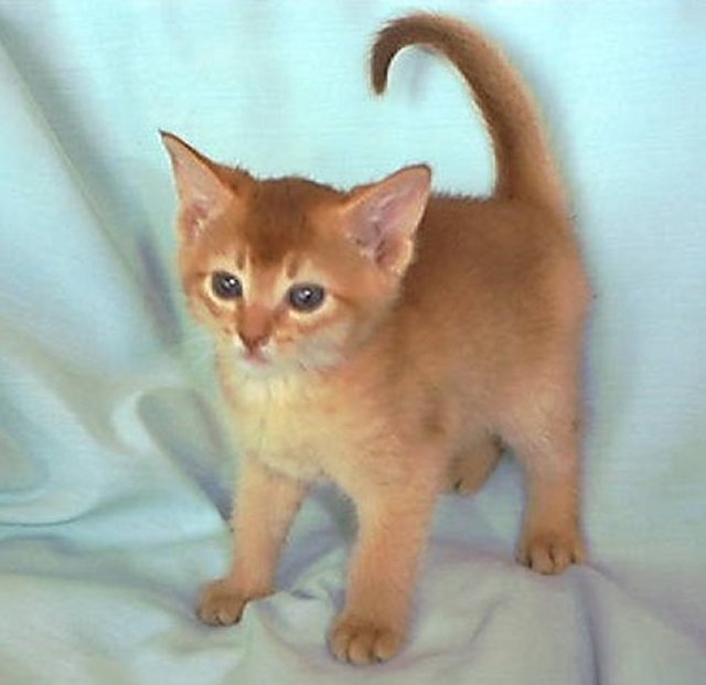 Encyclopedia of Cats Breed: Red Abyssinian Cat | Sorrel or Cinnamon