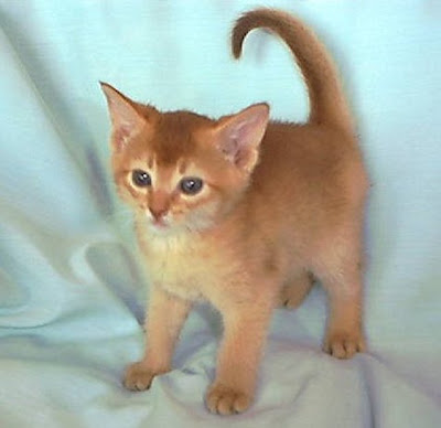 Encyclopedia of Cats Breed: Red Abyssinian Cat | Sorrel or Cinnamon