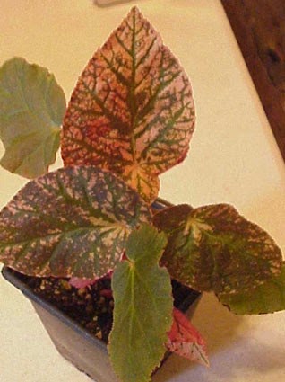 Всё о бегониях и не только...: Begonia 'Midnight Sun'