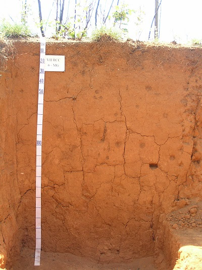 Onde as Plantas Crescem - Latossolos