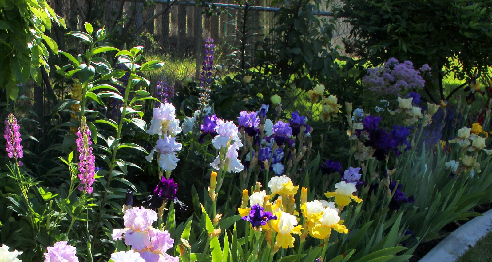 World of Irises: "Talking Irises" TALL BEARDED IRISES -- Revamping An ...