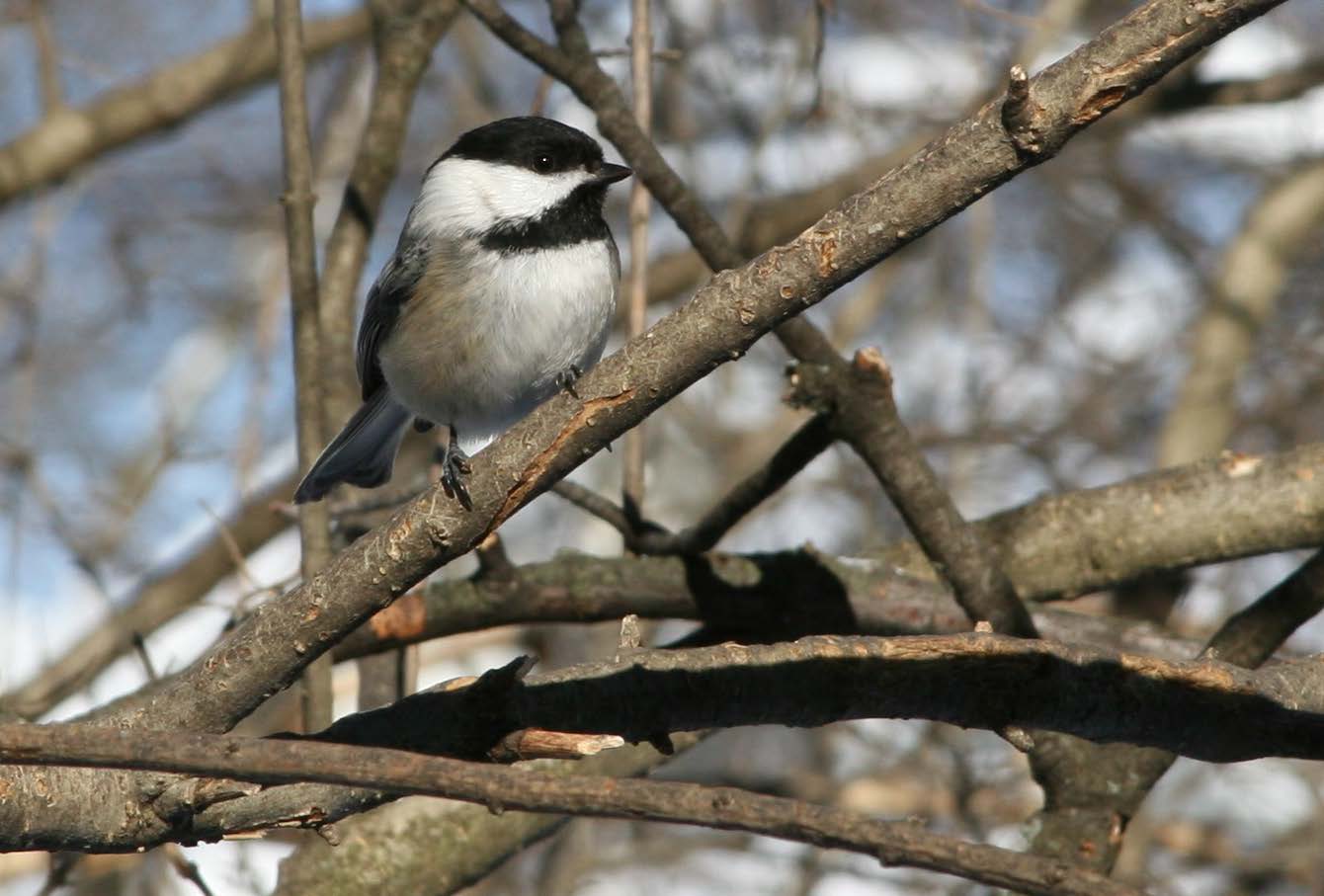 Isabella Conservation District Environmental Education Program ...