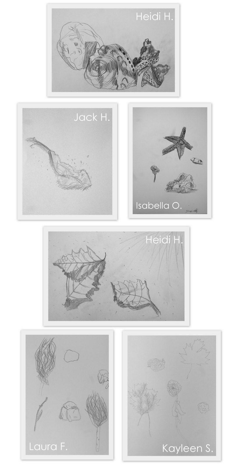 The New Hope Art Gallery: Middle School Art: Contour Nature Drawings