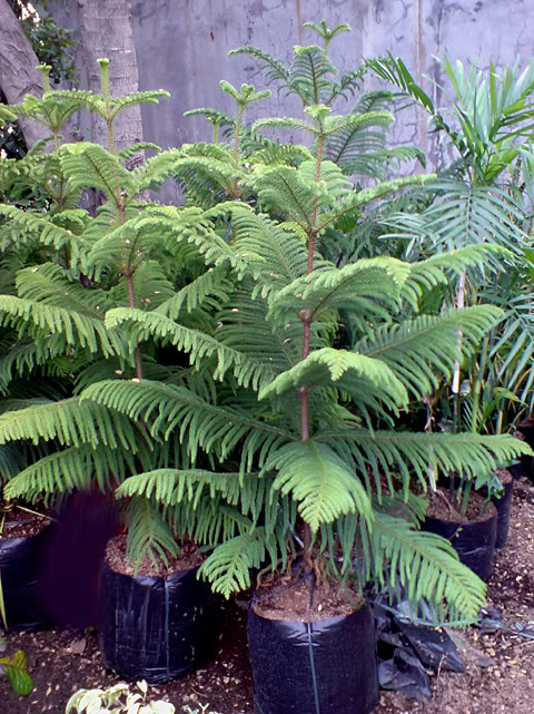 Jual Pohon Cemara Norfolk Murah | Pohon Cemara | Pohon Cemara Norfolk ...