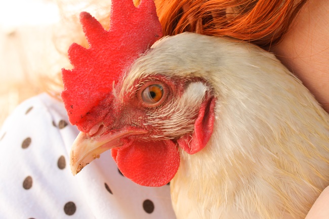 Outfit: Chicken Mama / Va-Voom Vintage | Vintage Fashion, Hair ...