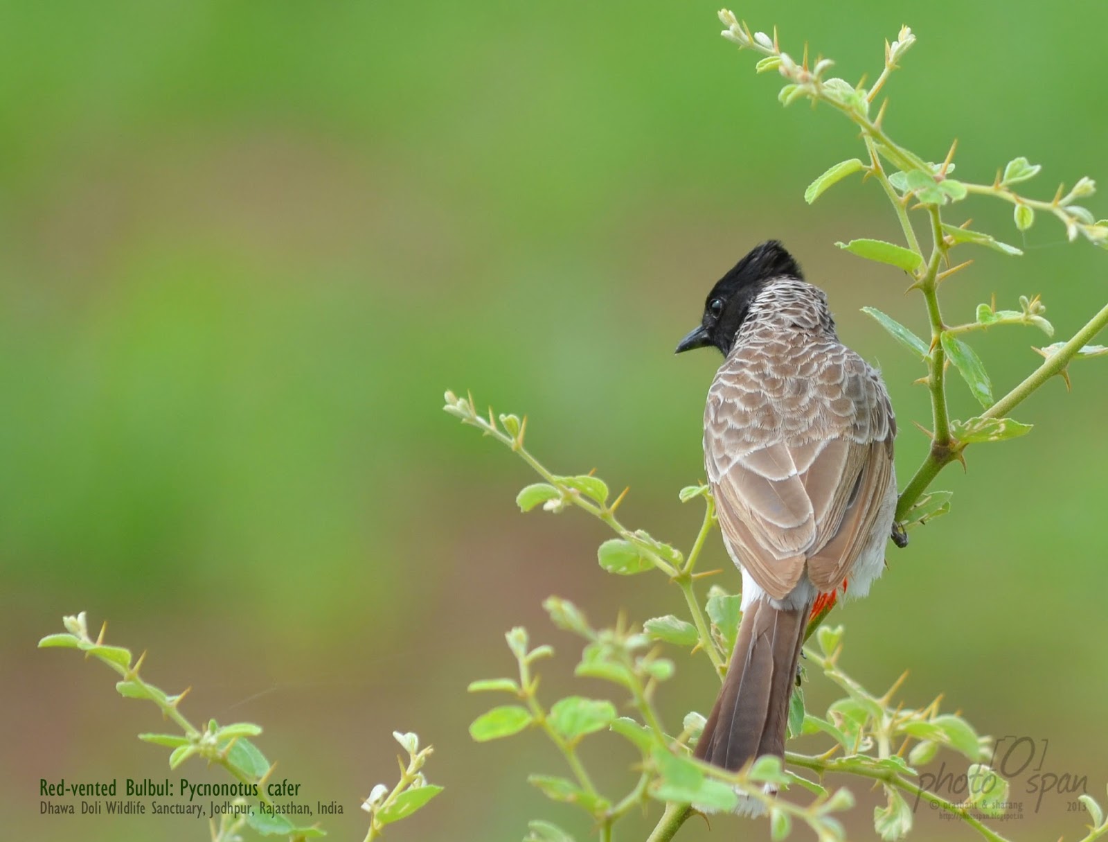 Red-vented Bulbul: Pycnonotus cafer | Photo Span