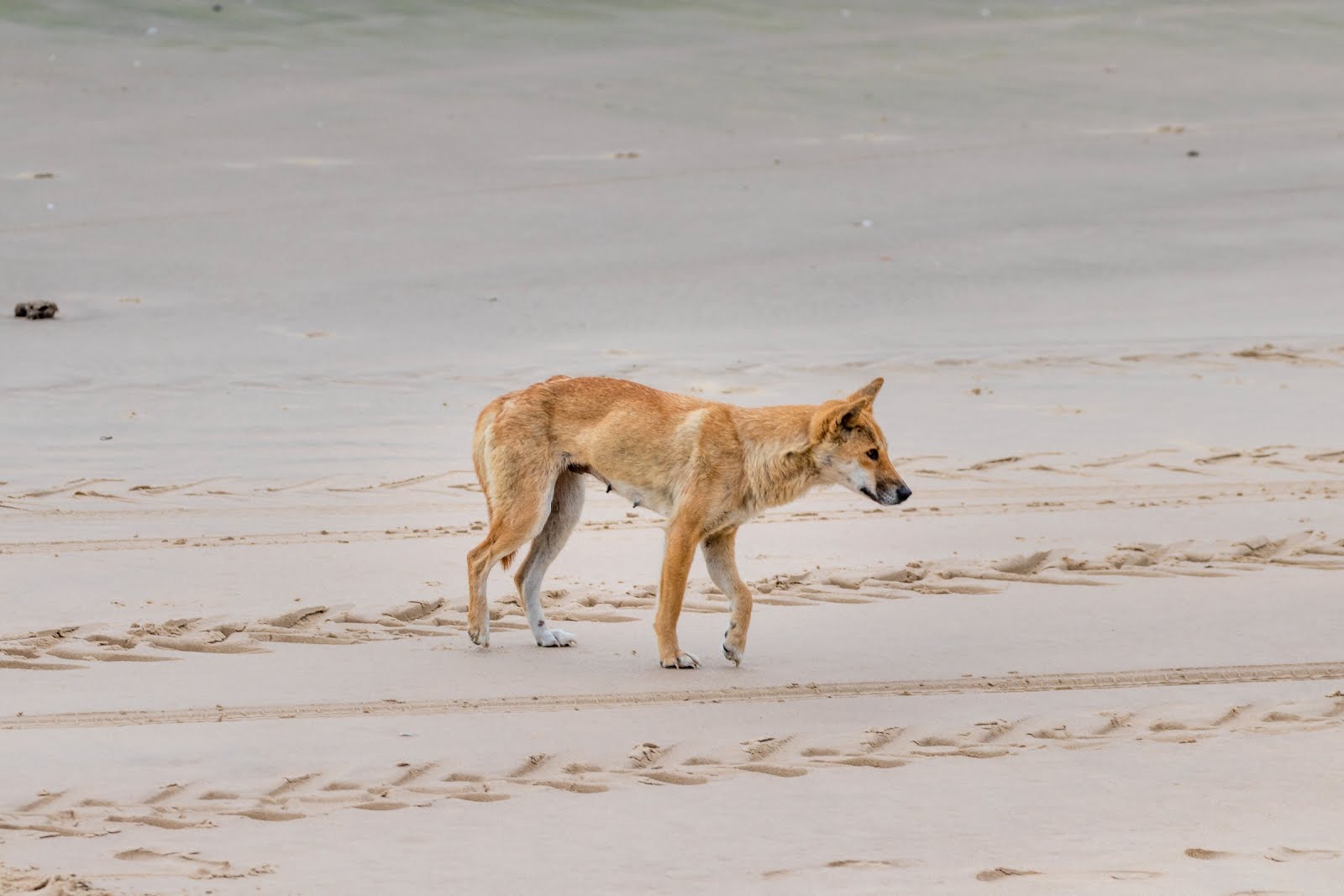 National Park Odyssey: Point Plomer Campground, Limeburners Creek ...