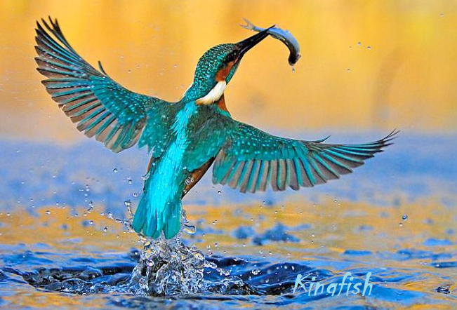 Burung Raja Udang - Kingfisher - Alam Mentari