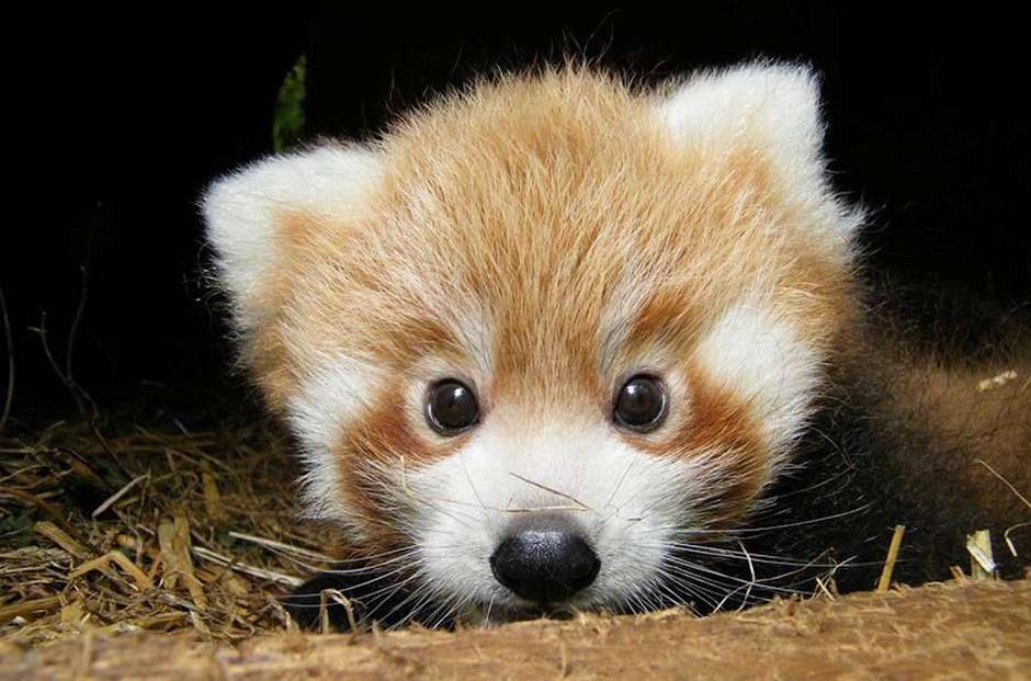 Los animales mas tiernos del mundo