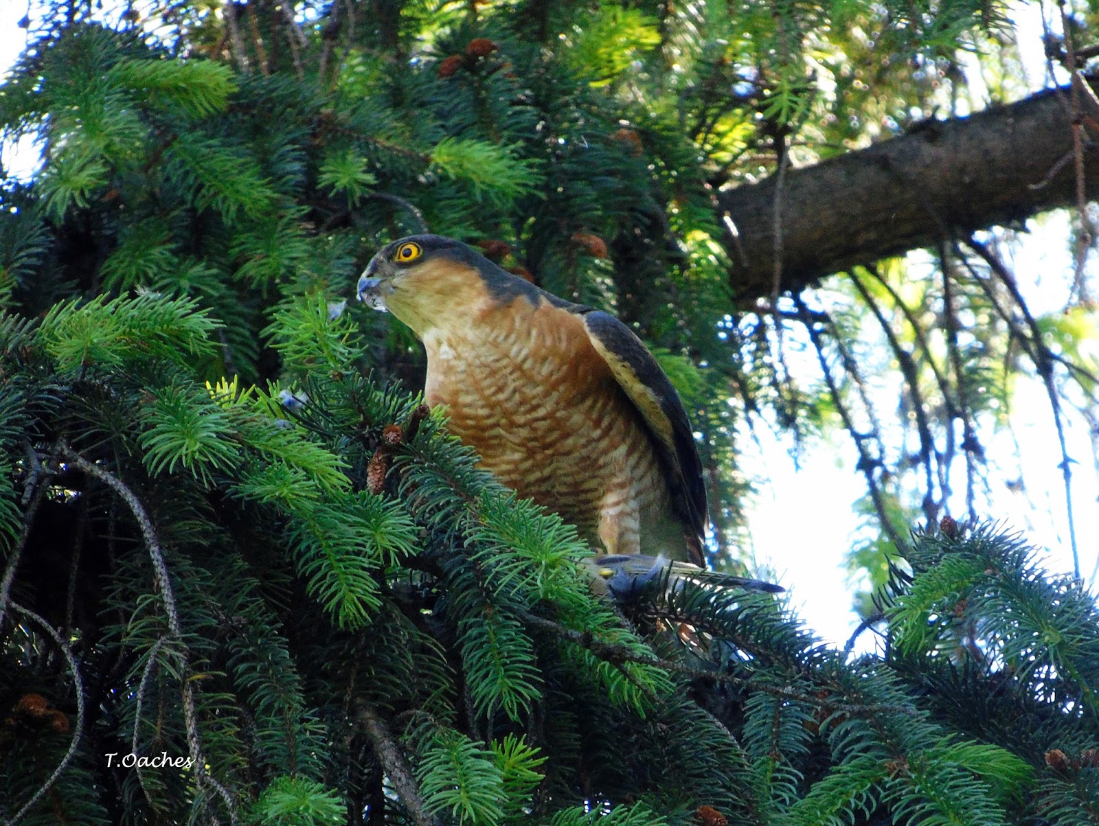PASARI DIN ROMANIA: ULIU PASARAR (1), Accipiter nisus