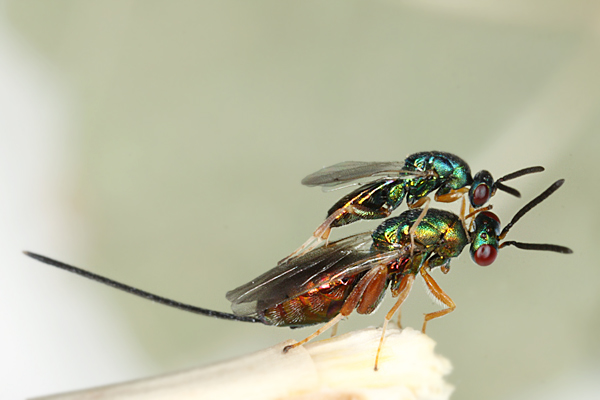 Variety of Life: Torymini