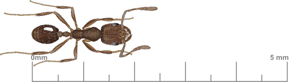 - Ants of Southern Africa -: Ants up to about 5 mm long