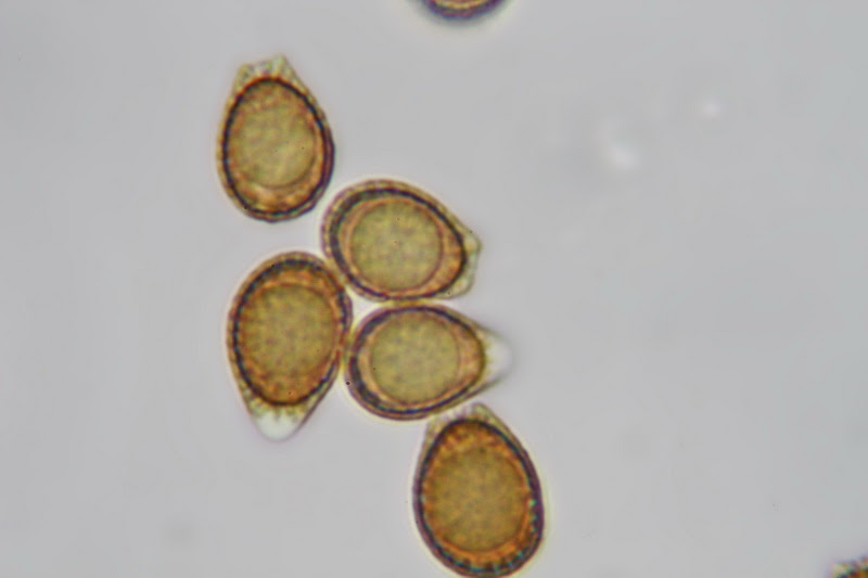 El mundo microscópico de los hongos: Ganoderma adspersum (Schulz)Donk