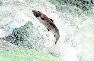 Jóvenes IEBBP: El viaje del salmón