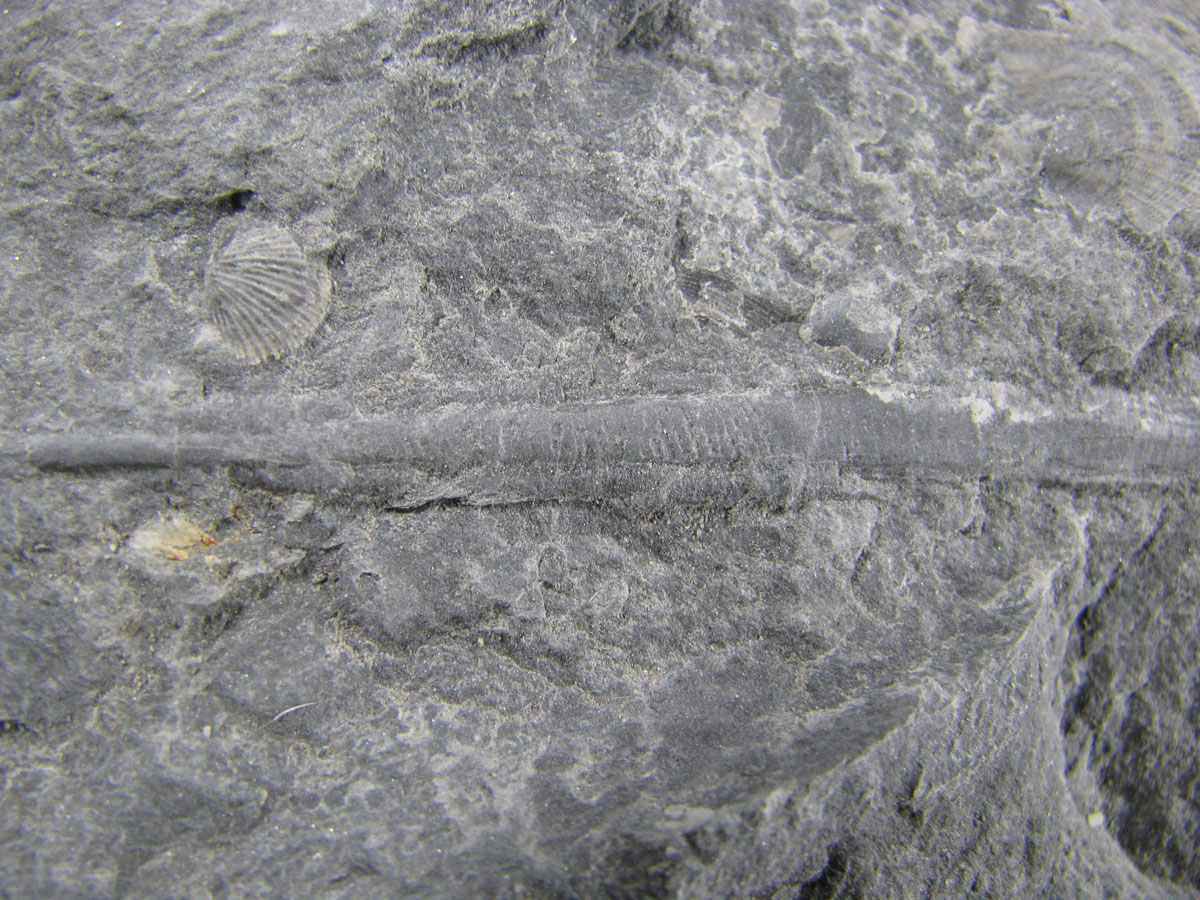 Views of the Mahantango: Bactrites aciculum cephalopod from the Moscow ...