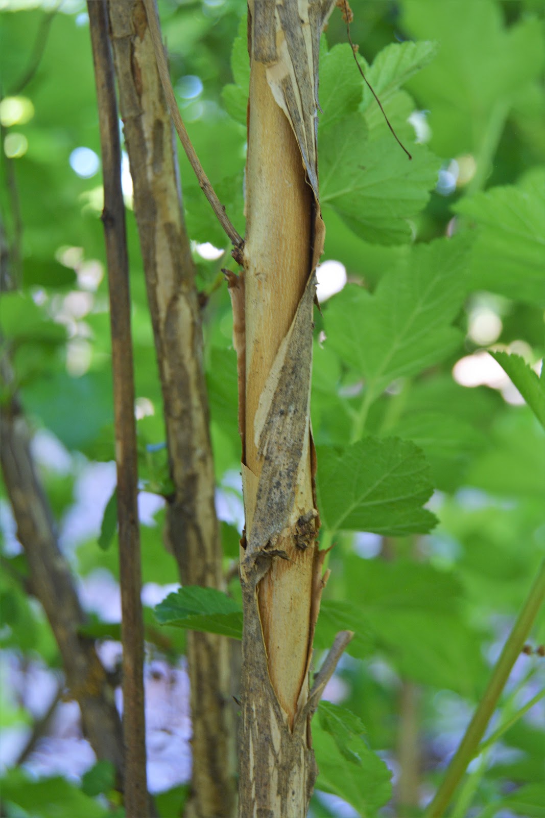 A Garden Favorite: Ninebark (Physocarpus)