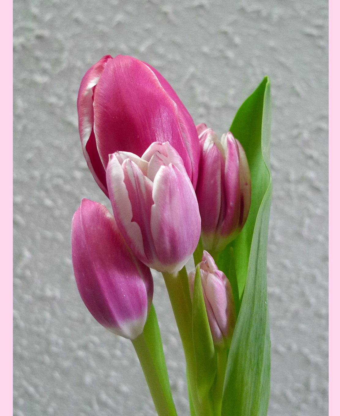 ifuschia flower: Fuschia TULIP