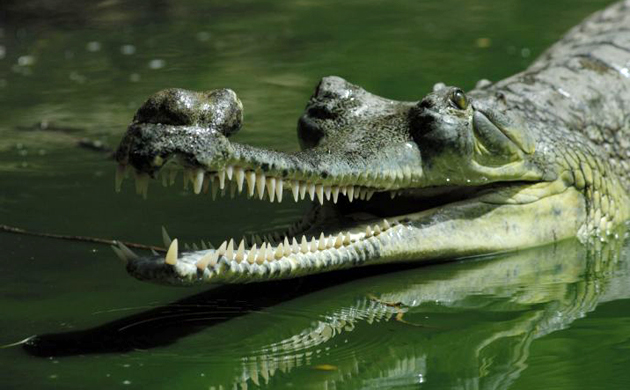 Gharial - Stock Image