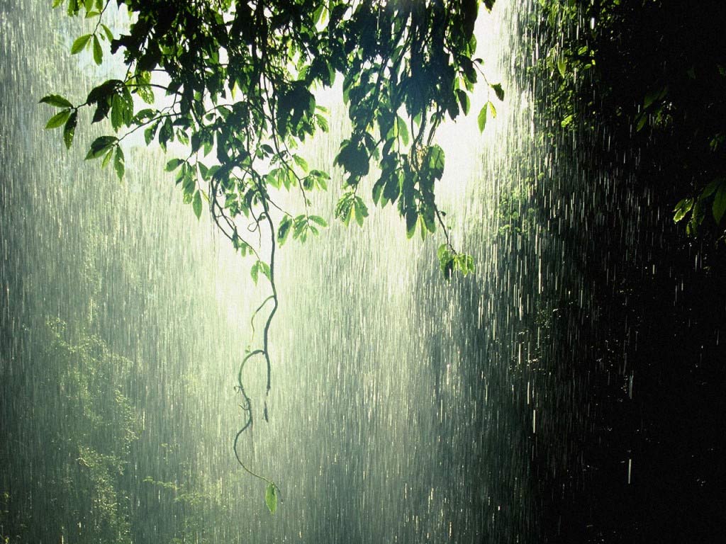 the beauty we love: this rain