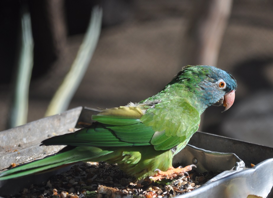 ZOOTOGRAFIANDO (6.096 ANIMALS): COTORRA DE CABEZA AZUL / BLUE-CROWNED ...