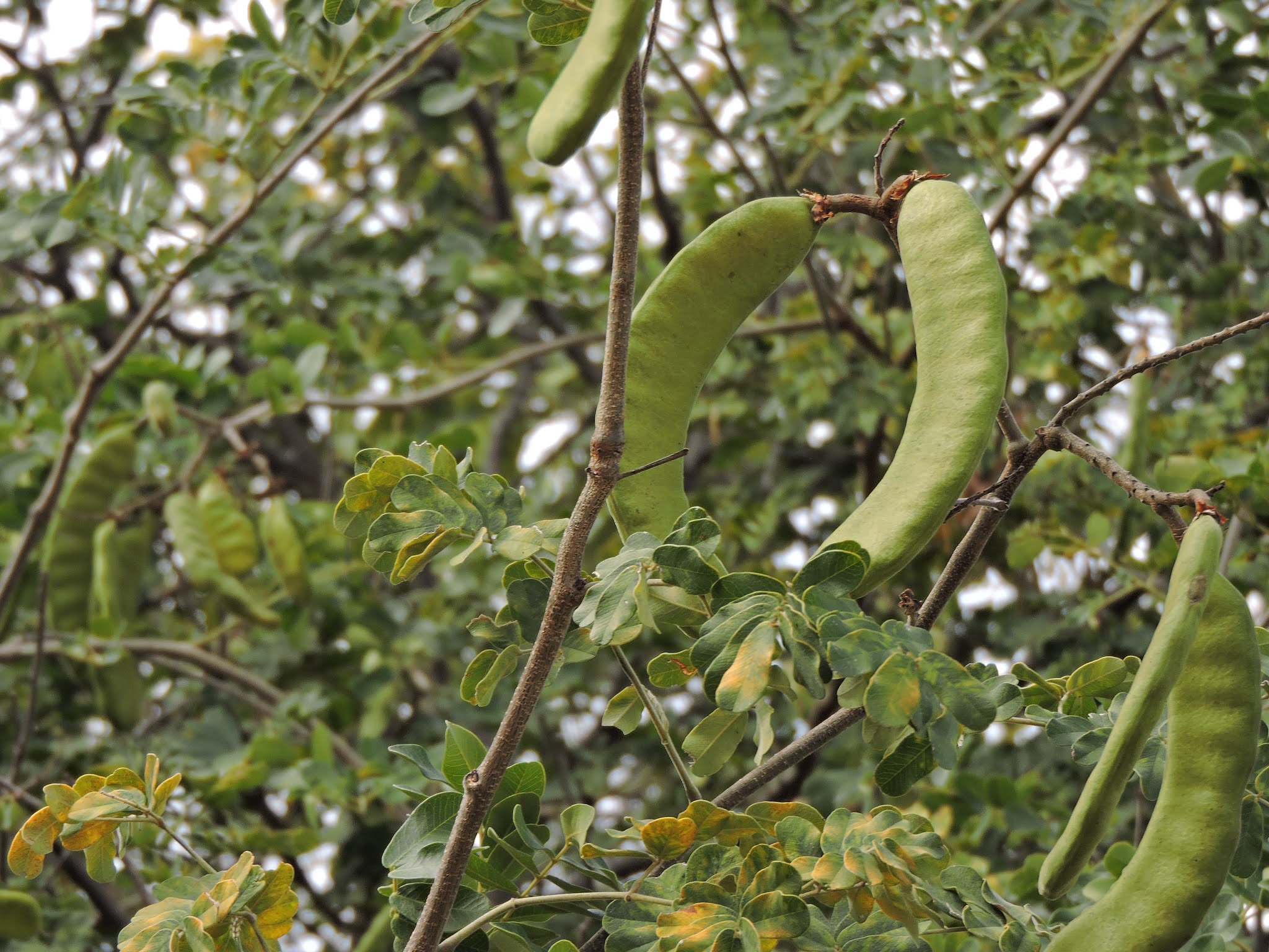 Fabaceae - Leguminosae no Brasil: Fabaceae - Libidibia ferrea (Mart.) L ...