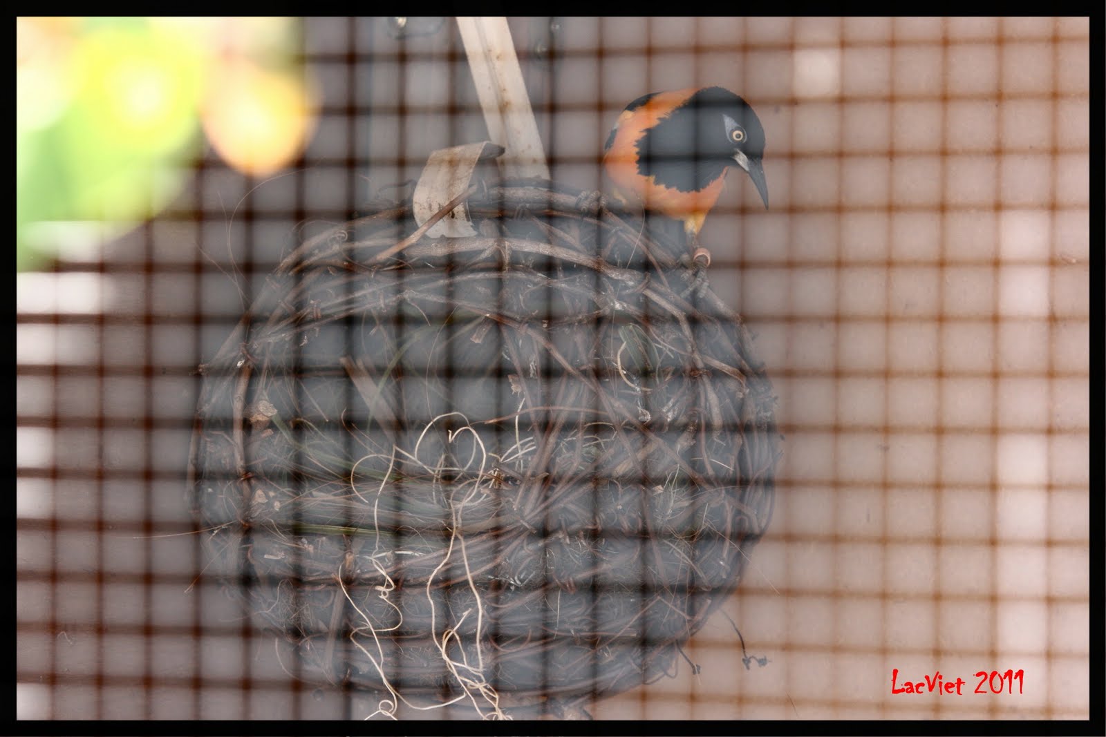 White-rumped Shama (Copsychus malabaricus)- Chích Chòe Lửa- of LacViet ...