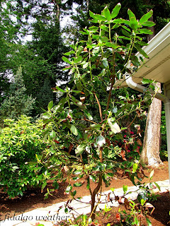 Are the Madrona Trees Dying?