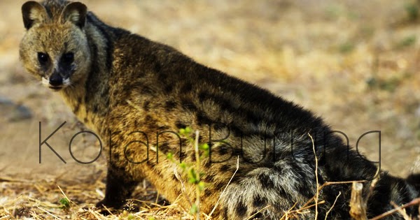 Cara Menjinakkan Dan Merawat Musang Rase Untuk Hewan Peliharaan