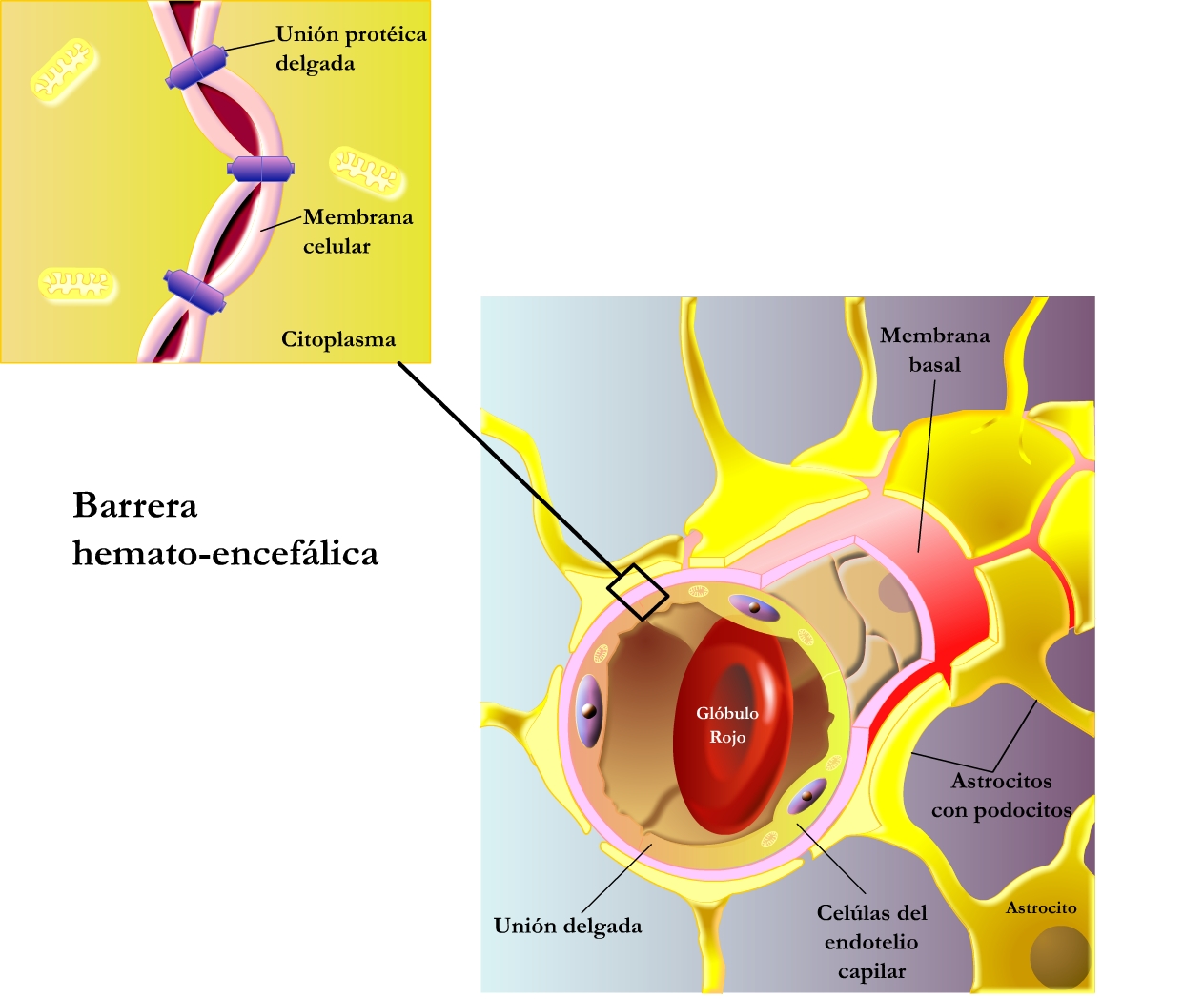 Barrera hematoencefálica; Barrera Cerebro-Sangre; Barrera Sangre ...