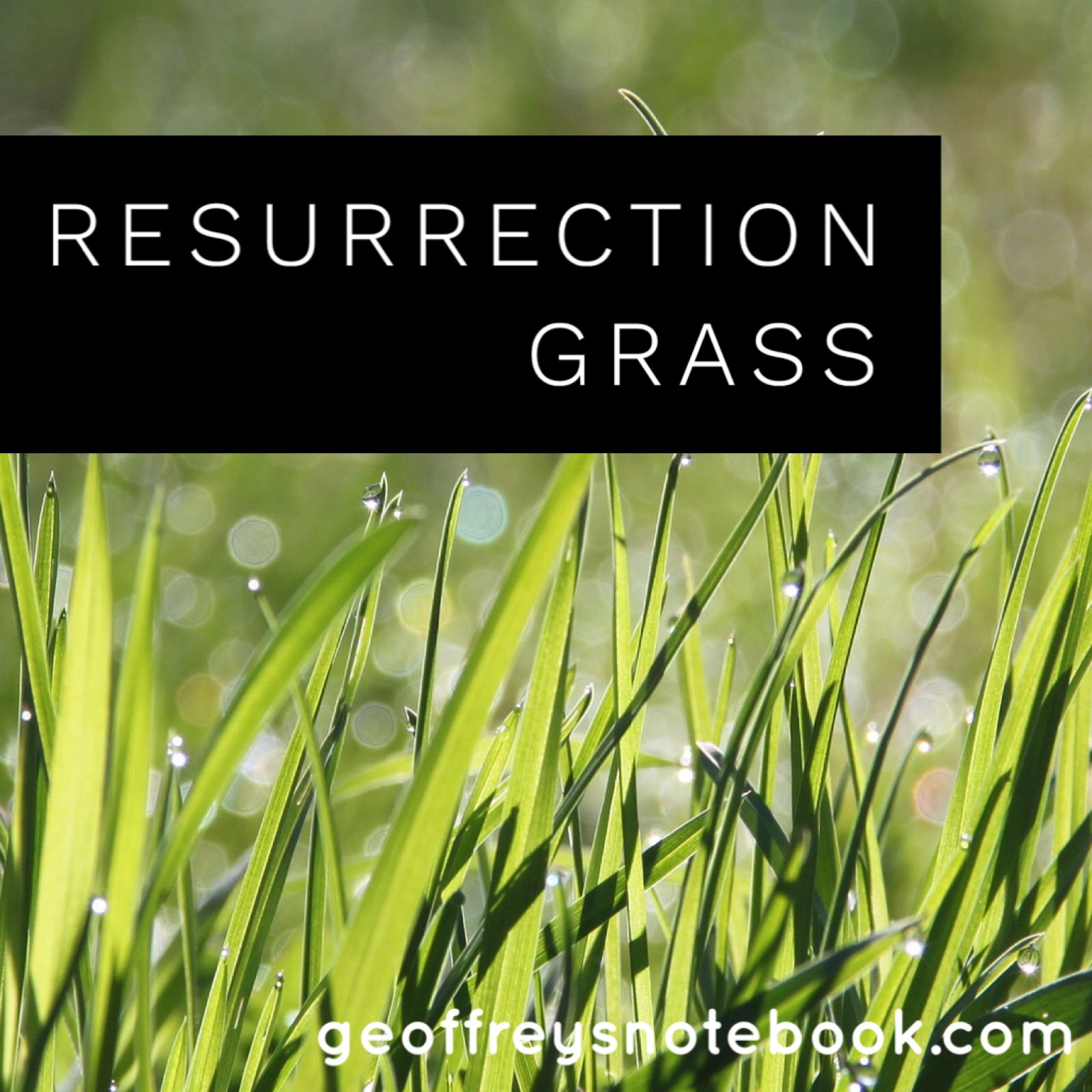 Resurrection Grass
