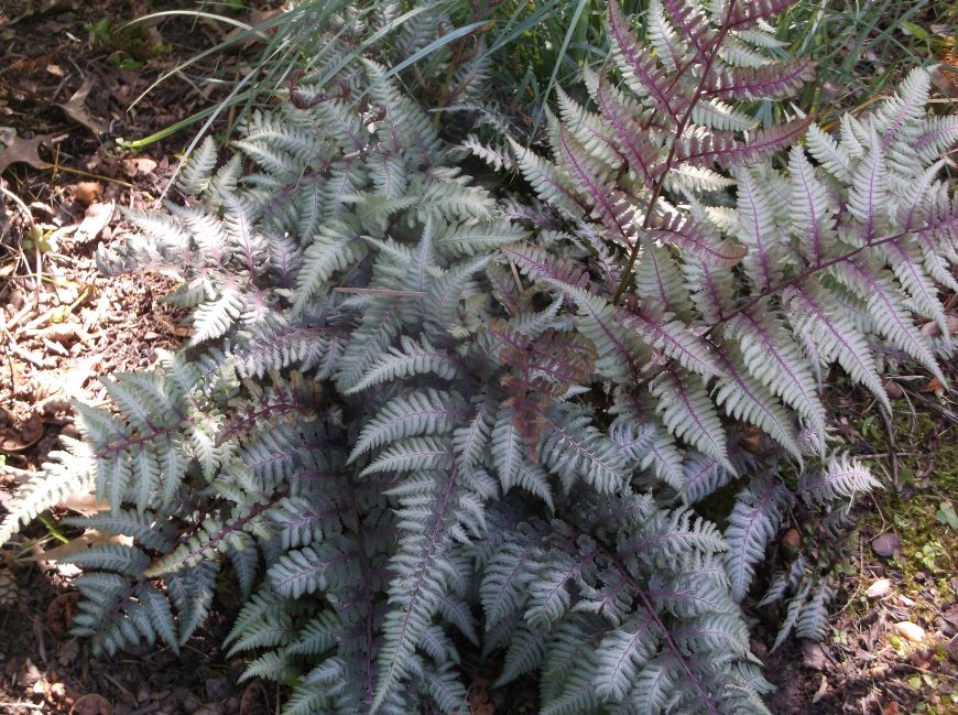 Future Plants by Randy Stewart: Fern - Athyrium ( Painted & Lady Ferns )
