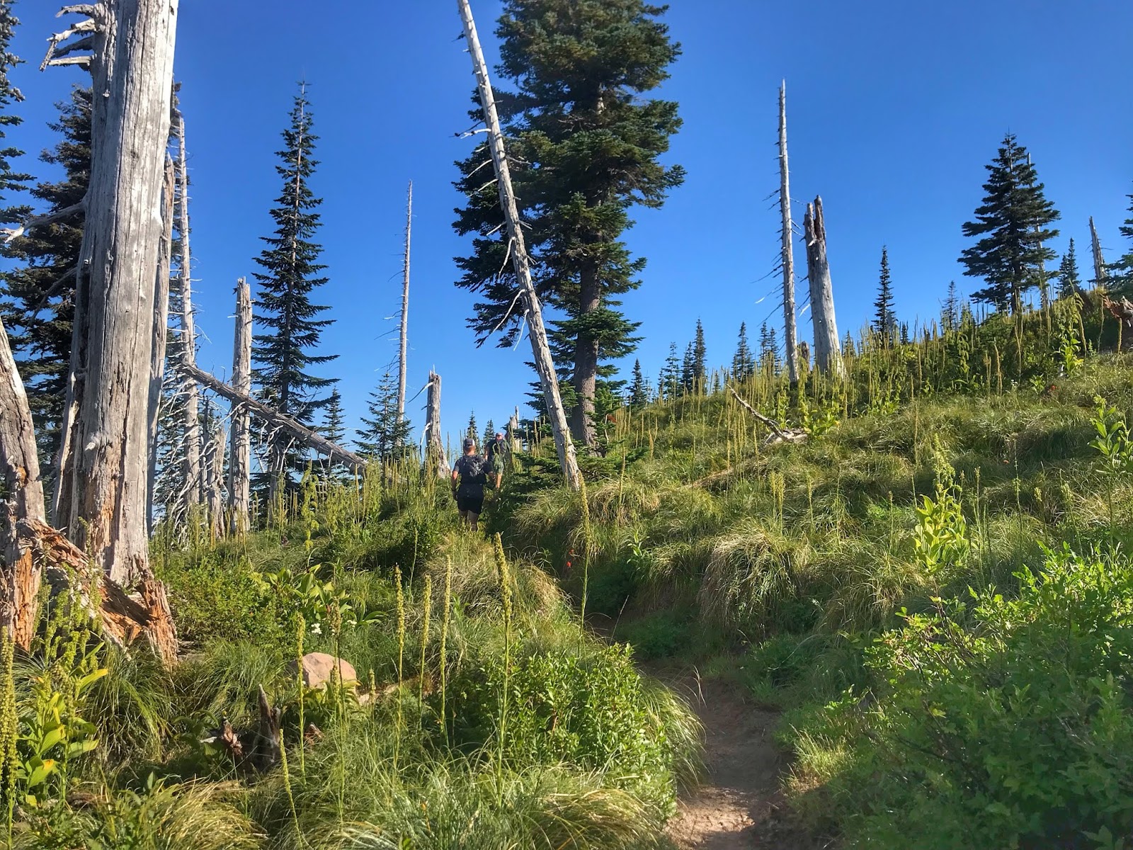 Race Report - 2018 Volcanic 50 ~ Ultra Kraut Running