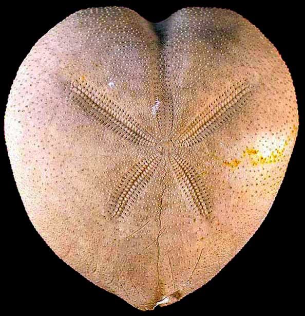 aulabiogeotoni: 1º BACHILLERATO. GALERÍA DE FÓSILES