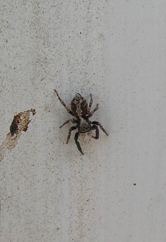 Adventures Of A Pine Cone Spider Collector: 2-May-2018 Lynden, Washington