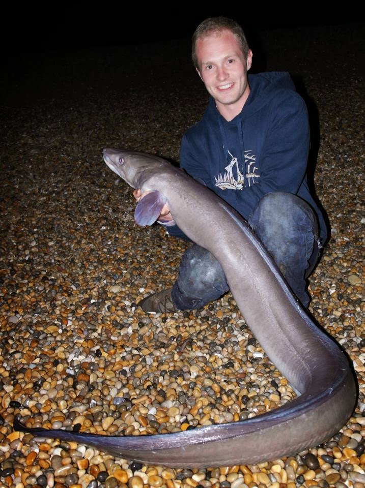 October Fish of the Month Entry - Beach Conger!