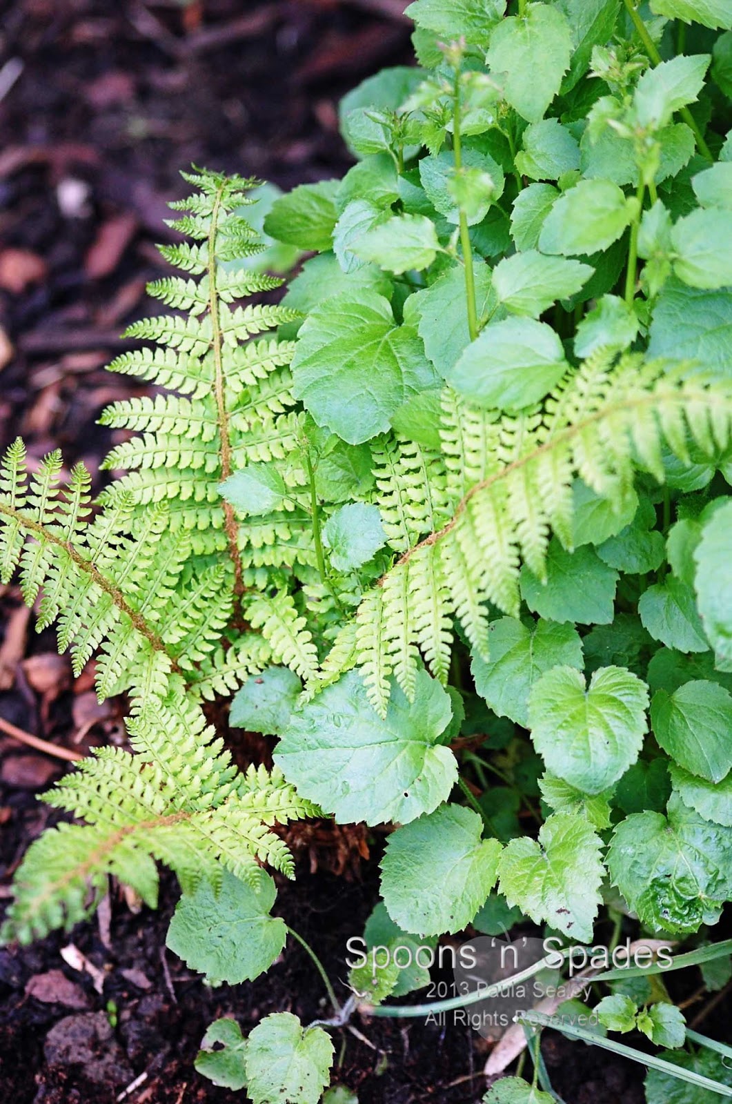 May 2013 ~ Blooms 'n' Spades