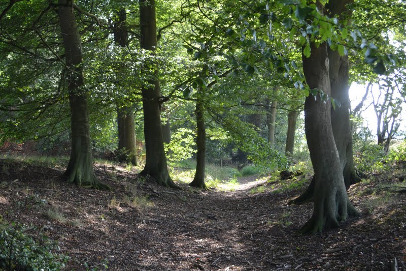 Walks among Flowers: Buckinghamshire: Little Hampden to Cadsden II ...